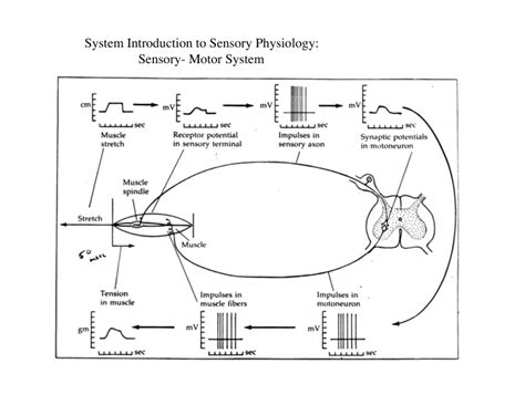 [ppt] System Introduction To Sensory Physiology Sensory Motor System Powerpoint Presentation