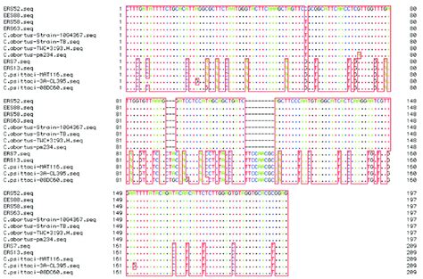 comparative nucleotide sequence alignment of representative detected