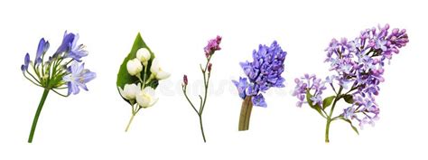 Set Of Flowers And Buds Agapanthus Jasmine Limonium Lilac Hyacinth Isolated Stock Photo