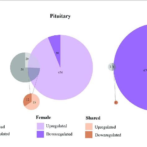 Sex Biased Differential Genomic Expression In Response To Exogenous Download Scientific Diagram