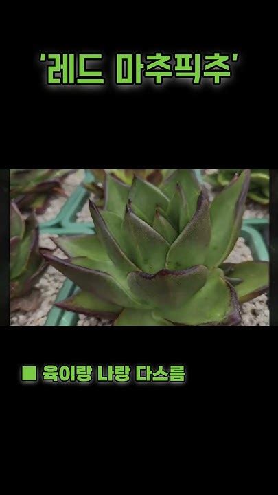 다육이름알아가기 명품창다육이해 창다육대표수형알아보기 창다육매력색감로제트 다육사랑 다육일기묵직한 자태레드 마추픽추shorts Youtube