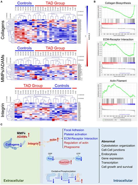 Extracellular Matrix ECM Components Are Abnormal In TAD A Download Scientific Diagram