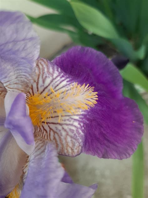 پێشکەشە بە هاوڕێیان ، چونکا گوڵ شایەنی گوڵە سروشت و کوردستان