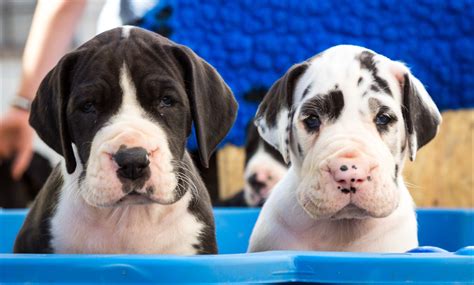Gran Danes Puppies