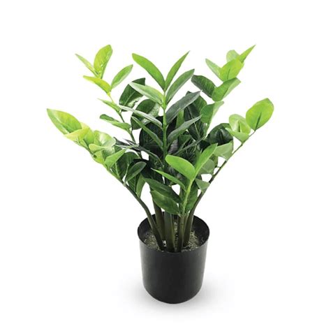 شجرة زاميا أركان صيت