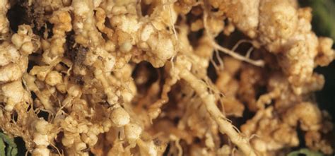 Tomato Root Knot Nematodes Guide