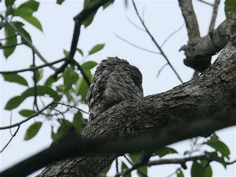 森の自然誌野鳥野鳥リストオオタチヨタカ
