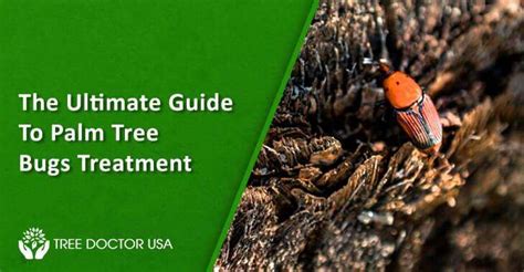 Tree Canker Disease Treatment And Control