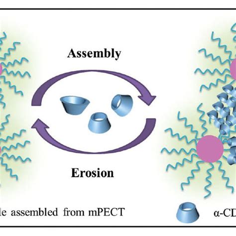 Illustration Of The Formation And Structure Of A Polypseudorotaxane Download Scientific Diagram