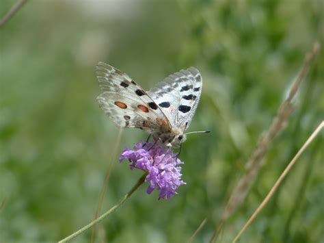 Apollo Butterfly Apollofalter - Free photo on Pixabay - Pixabay
