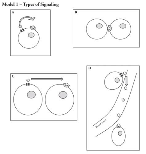 Ap Bio 4 1 Overview Of Cell Communication Diagram Quizlet