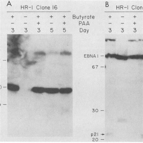Cell Cycle Effects Of Ump Ctp Utp And Gmp Biosynthesis Inhibitors On