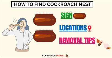 Roach Nests Signs Locations And Removal Tips