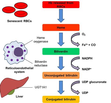 Schematic Representation Of Bilirubin Metabolism Heme Released From Download Scientific