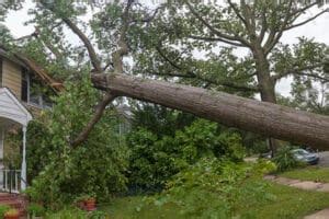 How To Protect Trees From Storm Damage Integrity Tree Care In Charlotte NC