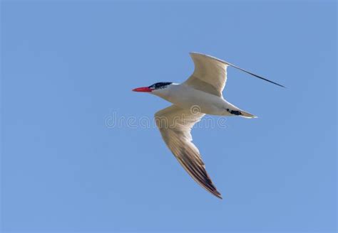 Caspian Tern Hover Over River Bed In Search For Food With Long Spreaded Wings During Migration