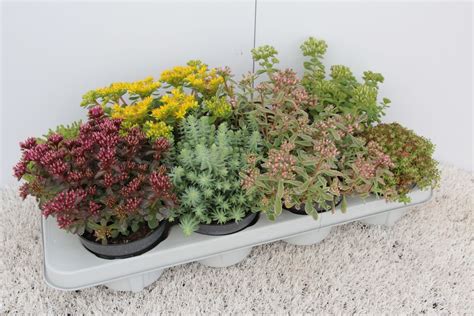 Sedum Mix — Plant Wholesale Floraccess