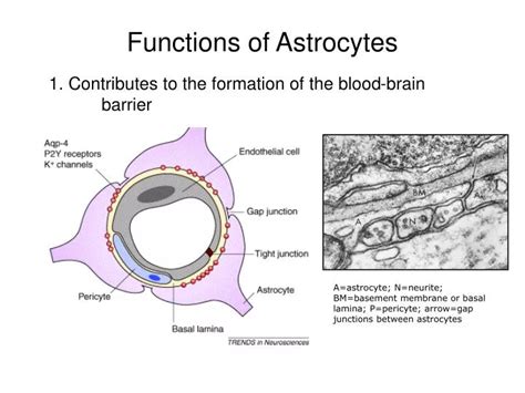 PPT Functions Of Astrocytes PowerPoint Presentation Free Download ID 6837504