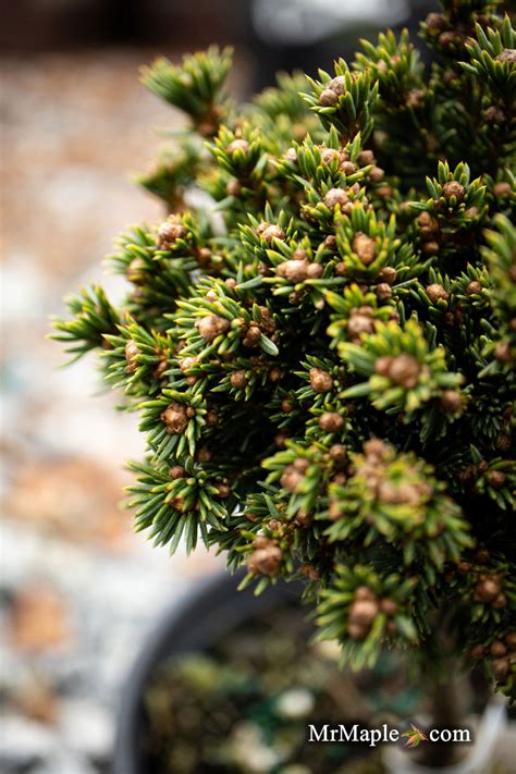 Buy Picea Abies Dumpy Rare Dwarf Norway Spruce — Mr Maple │ Buy