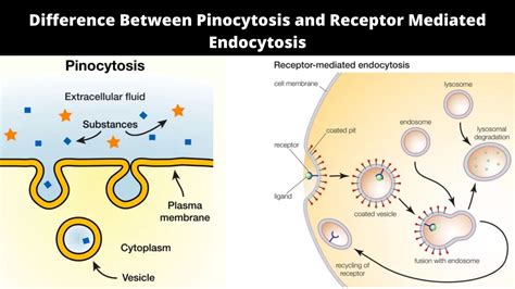 Difference Between Endocytosis And Exocytosis Endocytosis Vs Exocytosis Biology Notes Online