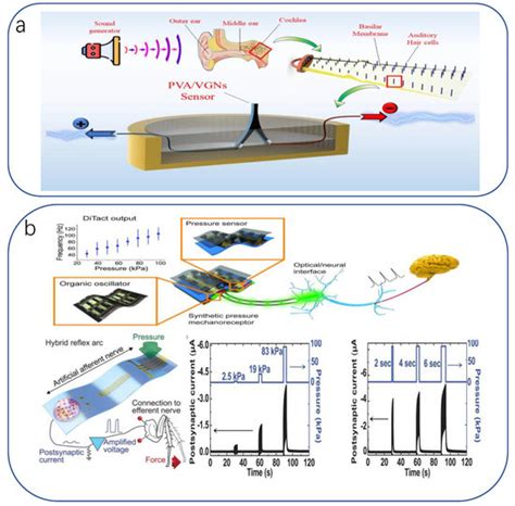 Biomimetics Special Issue Bioinspired Surfaces And Functions