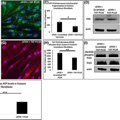 Drp1‐inhibition Decreases Both Mitochondrial Fragmentation And Atp Download Scientific Diagram