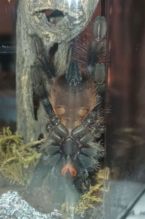 Ghost Tree Sex R Tarantulas
