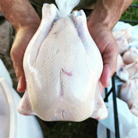 Chicken Processing Workshop With Mayborn Acres