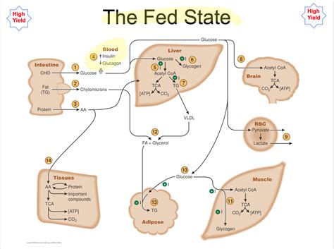 Lipid Metabolism Flowchart Chart Examples