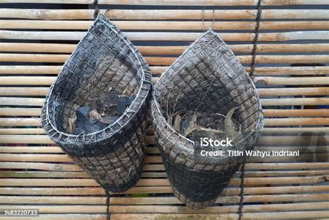 코코넛 섬유 숯 및 붉은 벽돌 조각으로 난초를 재배하기 위한 교수형 미디어 0명에 대한 스톡 사진 및 기타 이미지 0명 관상용 식물 꽃 식물 Istock