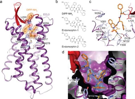 Structural Basis For Bifunctional Peptide Recognition At Human δ Opioid