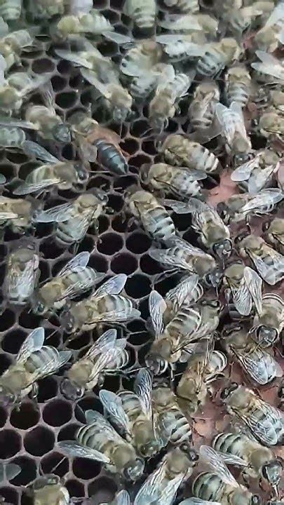 დედა ფუტკარი თაფლი Bee ფუტკარი Youtube