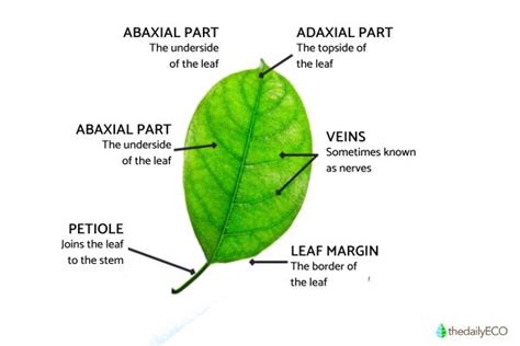 Parts Of A Leaf Diagram And Functions Leaf Structure And Anatomy