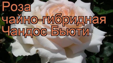 Роза чайно-гибридная Чандос Бьюти (chandos beauty) 🌿 обзор: как сажать ...