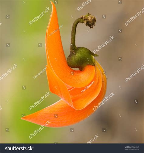 Butea Monosperma Isolated White Background Stock Photo 178589267 Shutterstock