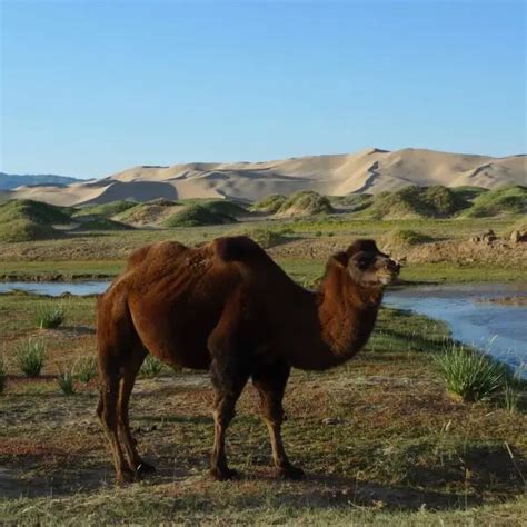Bactrian Camel Facts Diet Habitat And Pictures On Animaliabio