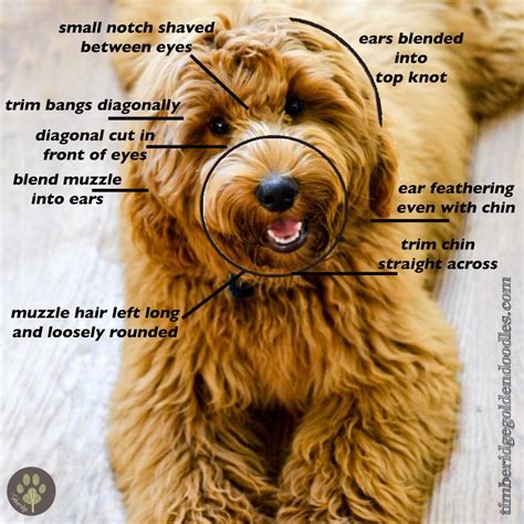 Face Clips Timberidge Goldendoodles