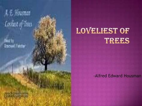 Loveliest Of Trees Poem Rabiya Khan Pptx