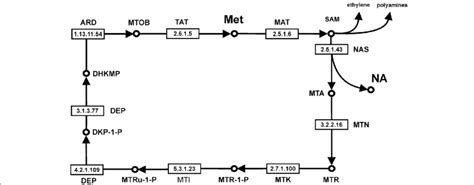 Methionine Salvage Pathway Main Reactions And Their Links Of The
