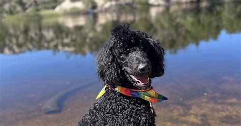 Sid With A Mohawk Album On Imgur