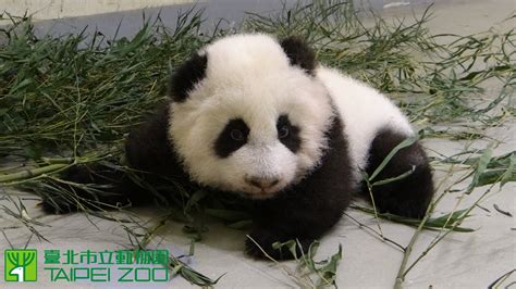 臺北市立動物園 新聞稿 週日可愛的大貓熊圓仔 我前進爬著 怎麼向後嚕