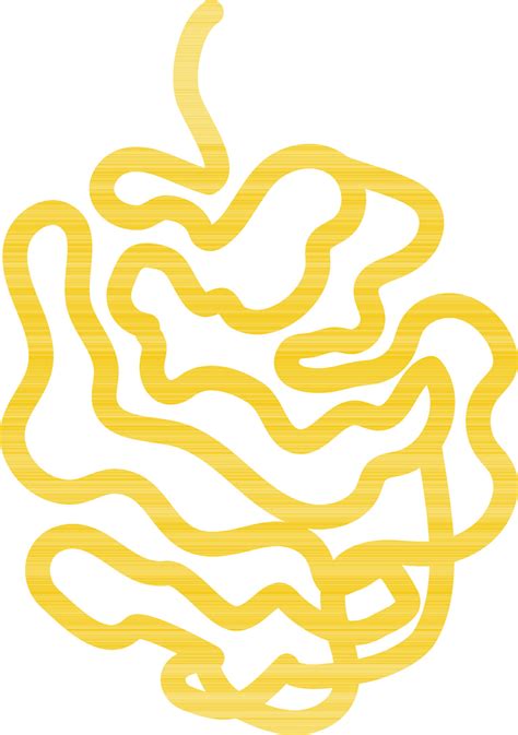 Yellow Small Intestine 24371378 Vector Art At Vecteezy