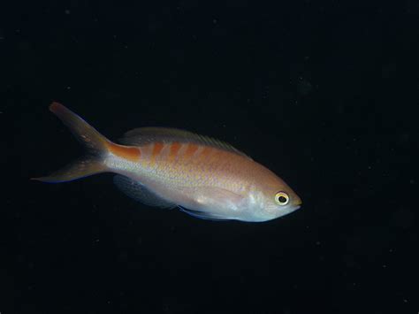 アカボシハナゴイ setsukos room 海の生き物図鑑