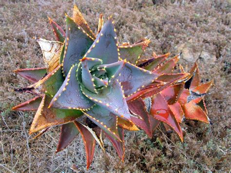 Free Images Tree Water Nature Prickly Cactus Sharp Desert