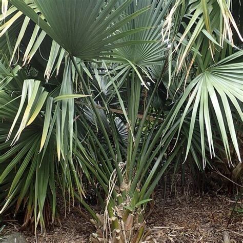 Midwest Propagation Nursery Plant Nursery Okc