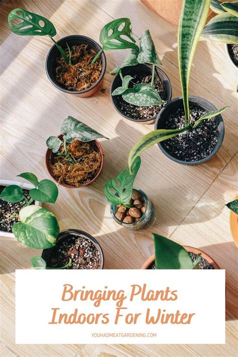 Bringing Plants Indoors For Winter You Had Me At Gardening Plants