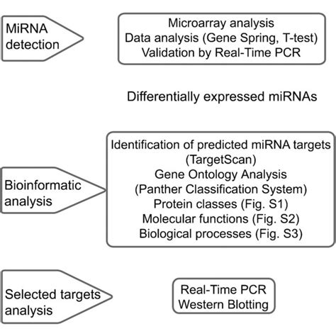 Schematic Workflow Indicating The Main Steps Of The Study Download Scientific Diagram