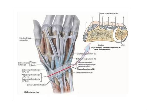 Extensor Compartment Of Forearm 1 Ppt