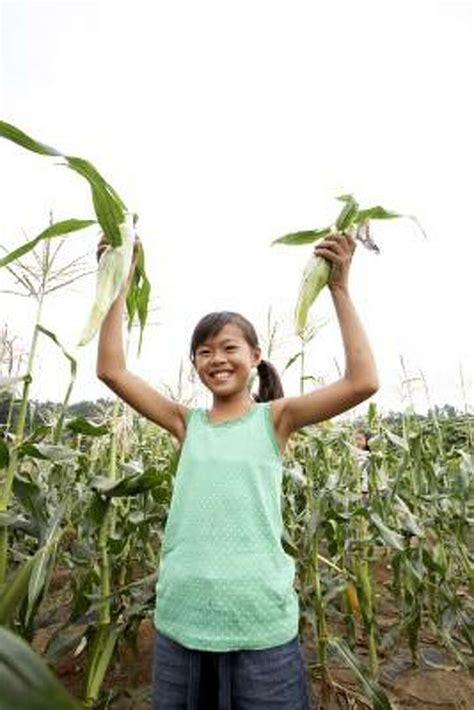 What Is The Difference Between Additive And Nonadditive Genetic Patterns