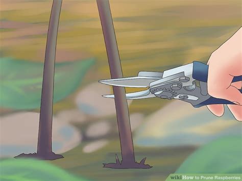 How To Prune Raspberries With Pictures WikiHow